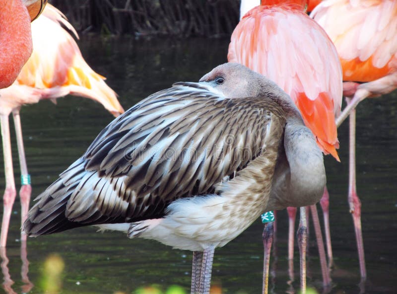 Gray flamingo stock image. Image of animals, flamingo - 17195179