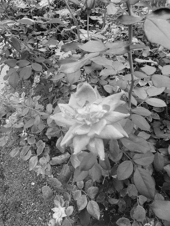 Gray Flower 838292 stock image. Image of tree, petal - 231243325