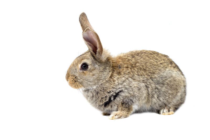 Gray fluffy bunny, isolate stock photo. Image of laughable - 136987328