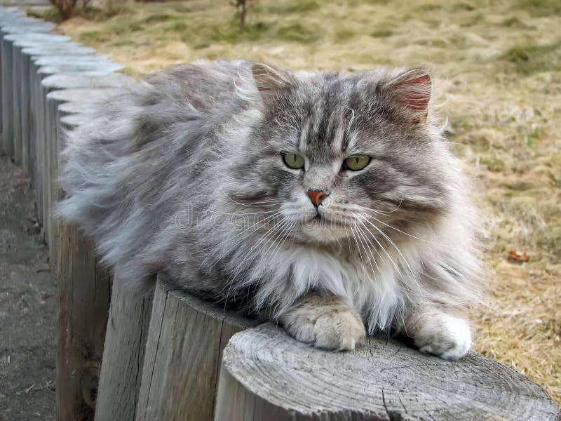Gray Fluffy Cat Lies on Logs Stock Photo - Image of view, tomcat: 90174326