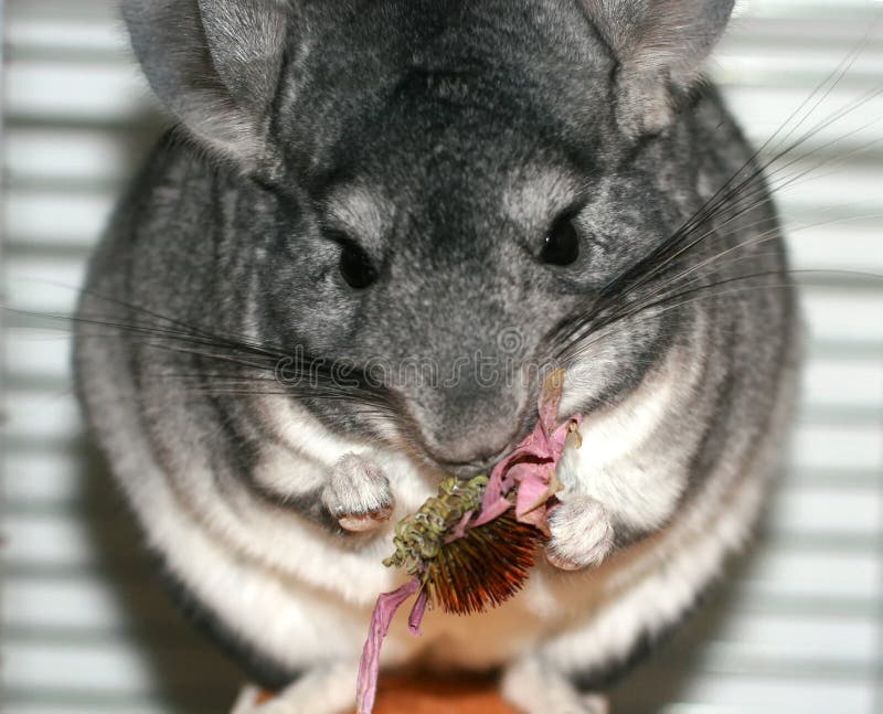 Gray Fluffy Chinchilla. a Rodent Eats a Flower of Echinacea Stock Image ...