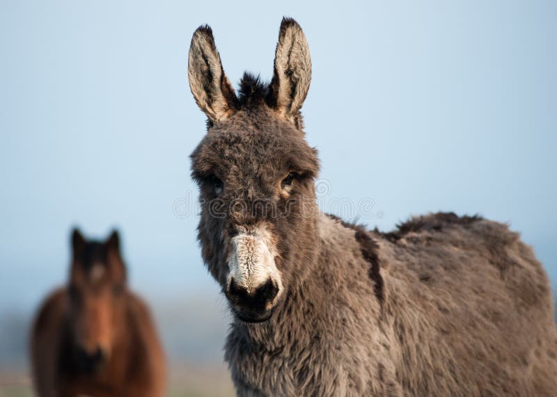 Gray fluffy donkey stock image. Image of pasture, animal - 38812827