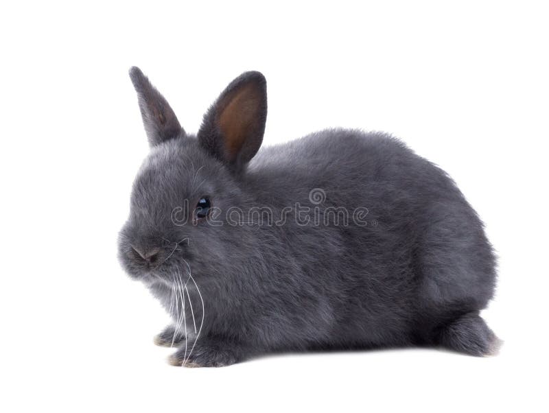 Gray Fluffy Dwarf Rabbit Isolated, White Background Stock Photo - Image ...