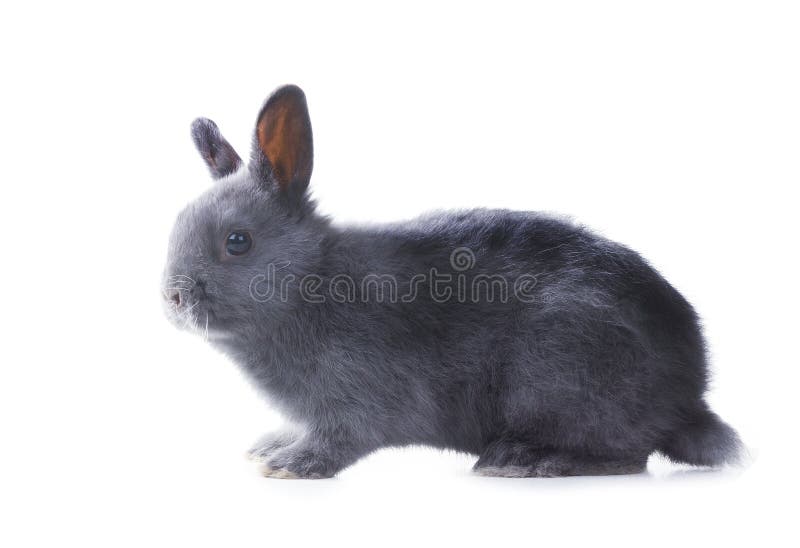 Gray Fluffy Dwarf Rabbit Isolated, White Background Stock Photo - Image ...