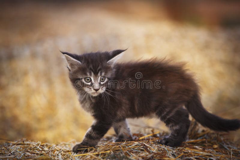 Gray Fluffy Kitten Outdoor Summer Stock Photo - Image of lovable, open ...