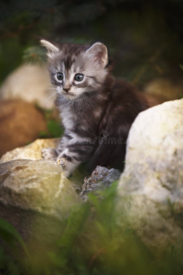 Gray Fluffy Kitten on Summer Outdoor Stones Stock Image - Image of baby ...