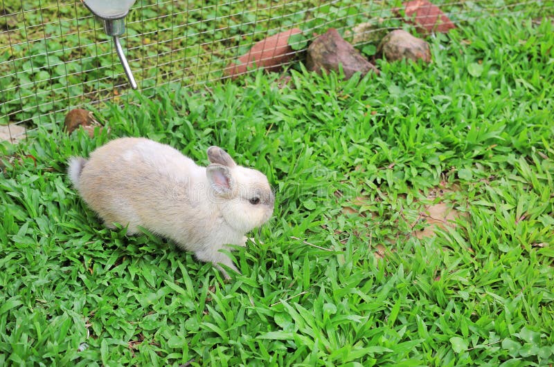 Gray Fluffy Rabbit on the Green Grass Garden Stock Image - Image of ...
