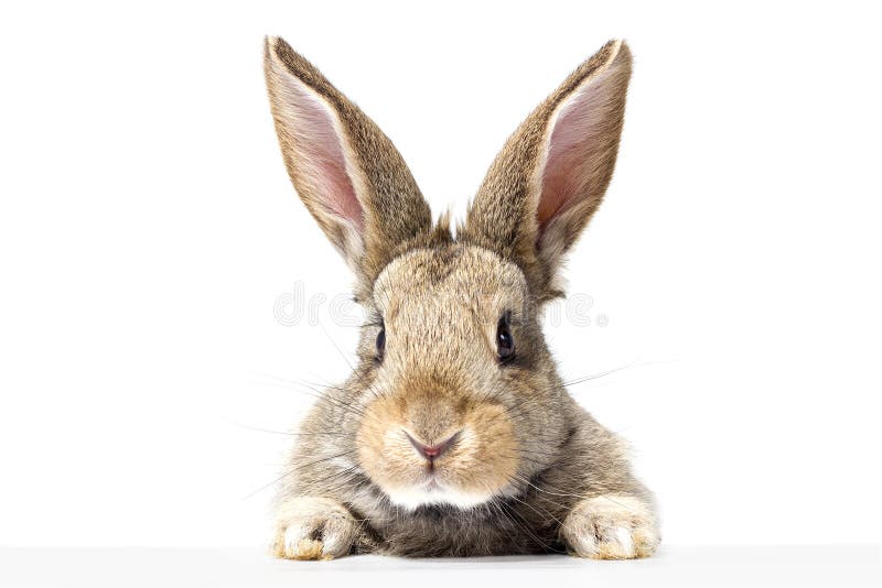 231 Rabbit Signboard Stock Photos - Free & Royalty-Free Stock Photos ...
