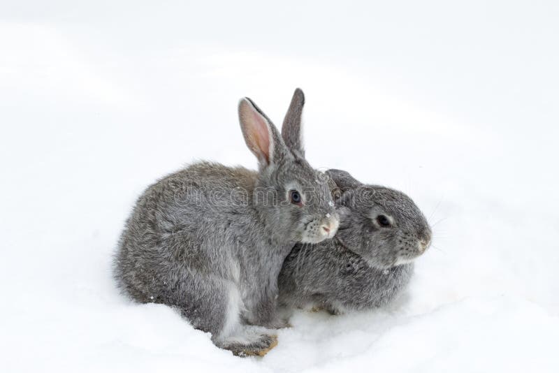 Gray Fluffy Rabbits On White Winter Snow. Stock Photo - Image of ...