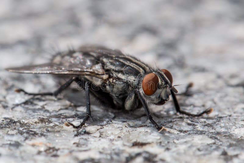 Gray fly on stone stock photo. Image of detail, pest - 108230876