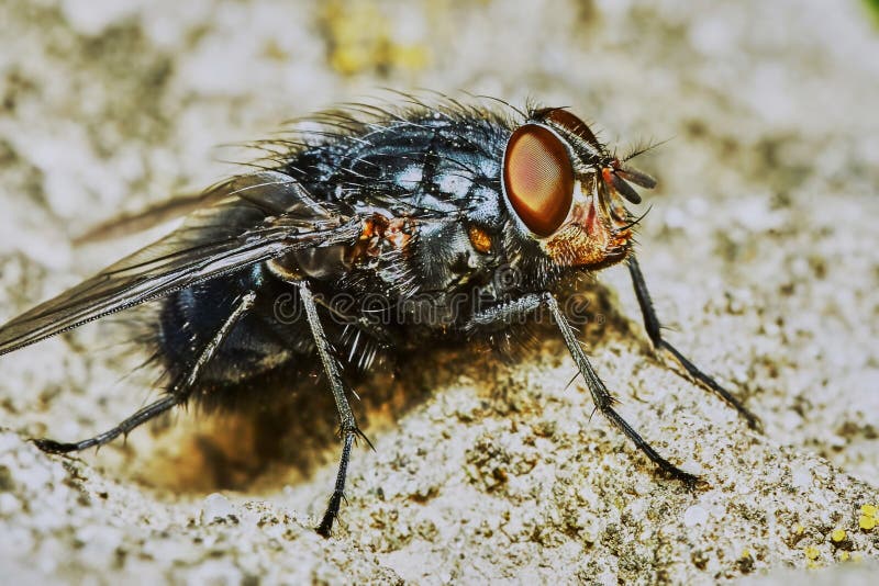 Gray fly stock image. Image of diptera, macro, insect - 56890057