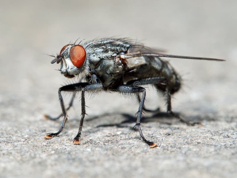 Gray fly stock image. Image of winged, insect, pest, flying - 79673203