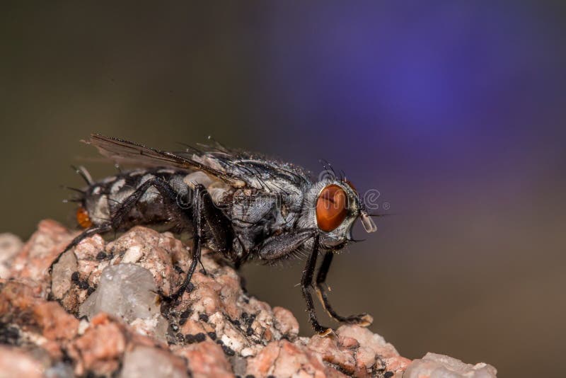 Gray fly on stone stock photo. Image of detail, pest - 108230876