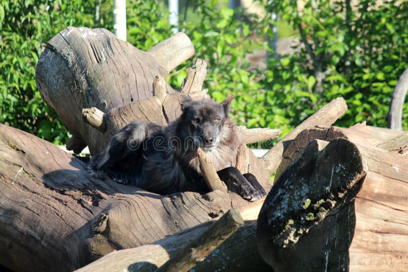 Wolf stock photo. Image of nature, look, mammal, robber - 121665150