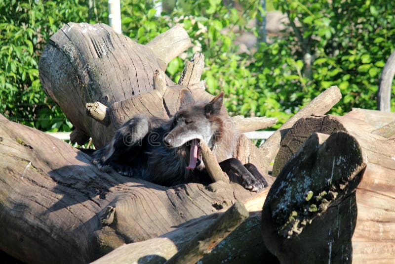 Wolf stock photo. Image of hunting, look, robber, wild - 121665158