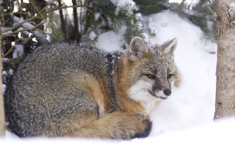 Gray Fox stock image. Image of mammal, wildlife, snow - 17487679