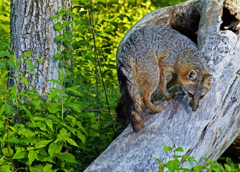 Gray Fox Climbing a Fallen Den Tree. Stock Image - Image of little ...