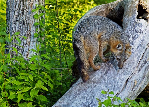 Gray Fox Climbing a Fallen Den Tree. Stock Image - Image of little ...