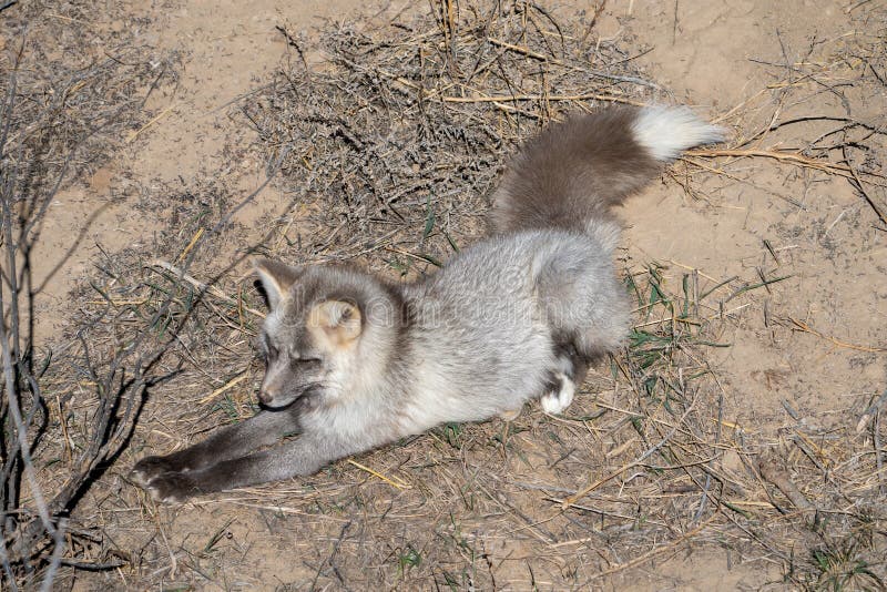 Gray Fox in Colorado stock image. Image of wildlife - 277476495