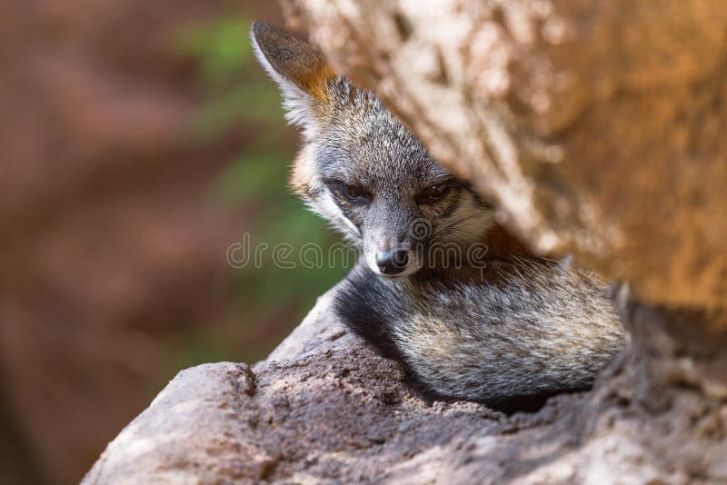 Grauer Fuchs, Urocyon Cinereoargenteus Stockbild - Bild von grau, nave ...