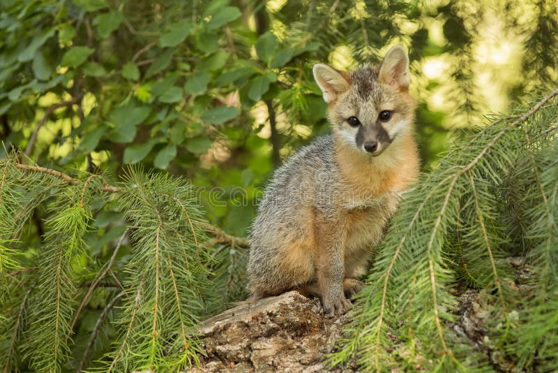 Gray Fox Kit on log stock image. Image of whiskers, looking - 73726851