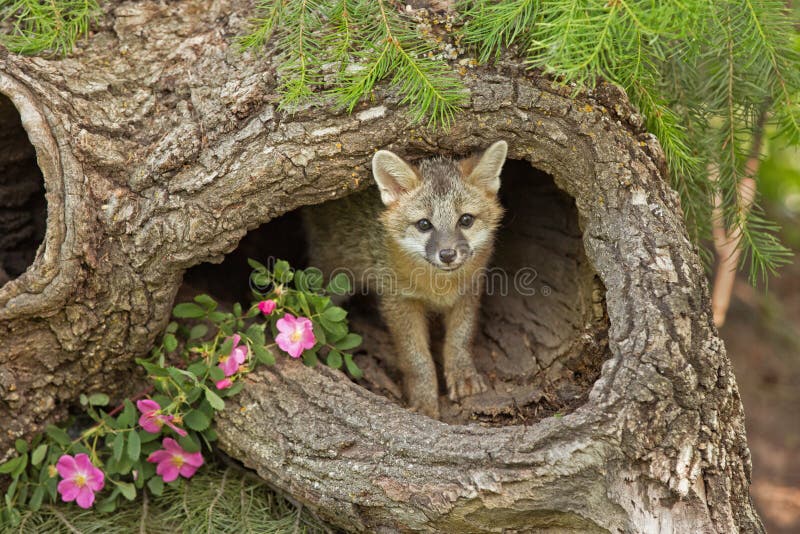 Gray fox stock image. Image of long, patagonia, large - 19187919