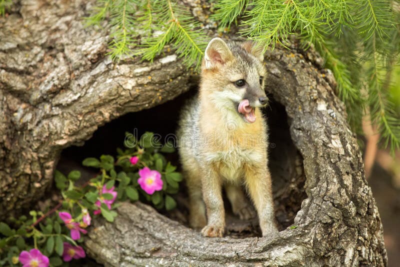 Gray fox kit in log stock photo. Image of garden, floral - 73726188