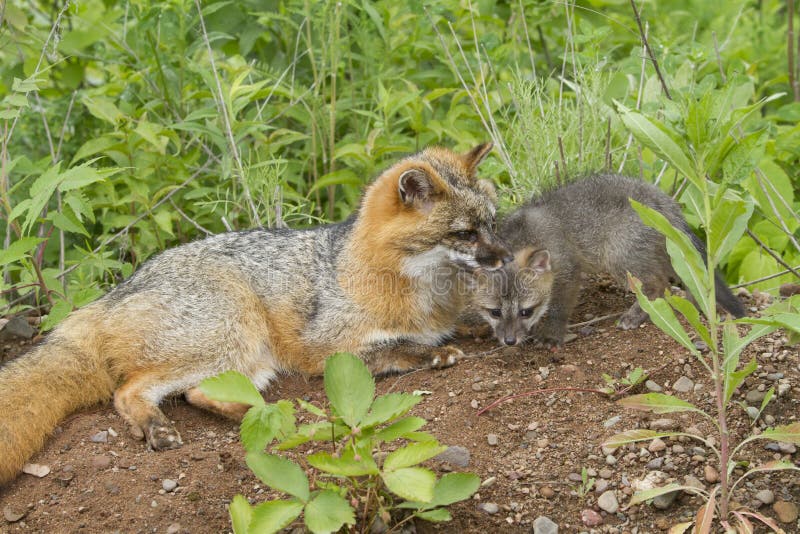 Gray Fox Mother Protecting Her Baby Stock Image - Image of mother ...