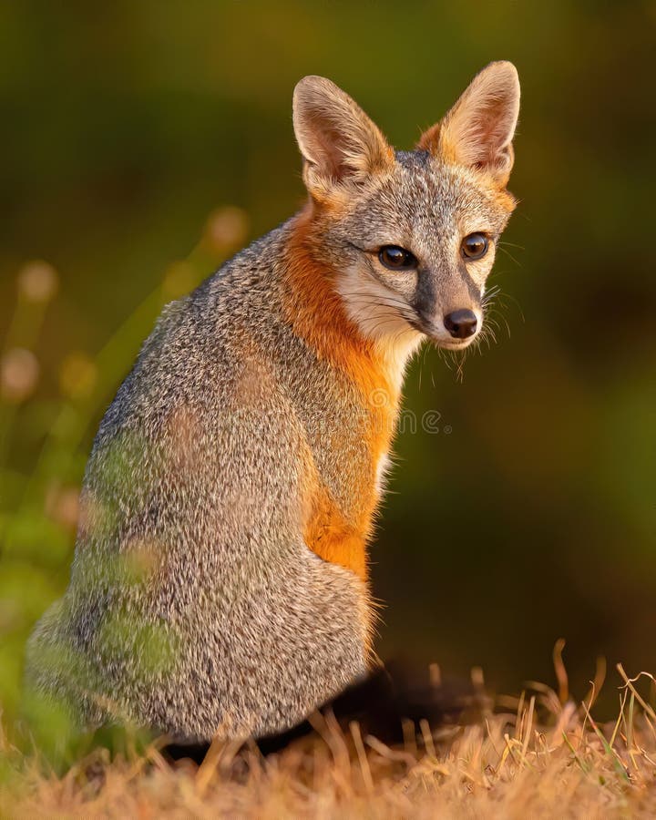 650 Fox Poses Stock Photos - Free & Royalty-Free Stock Photos from ...