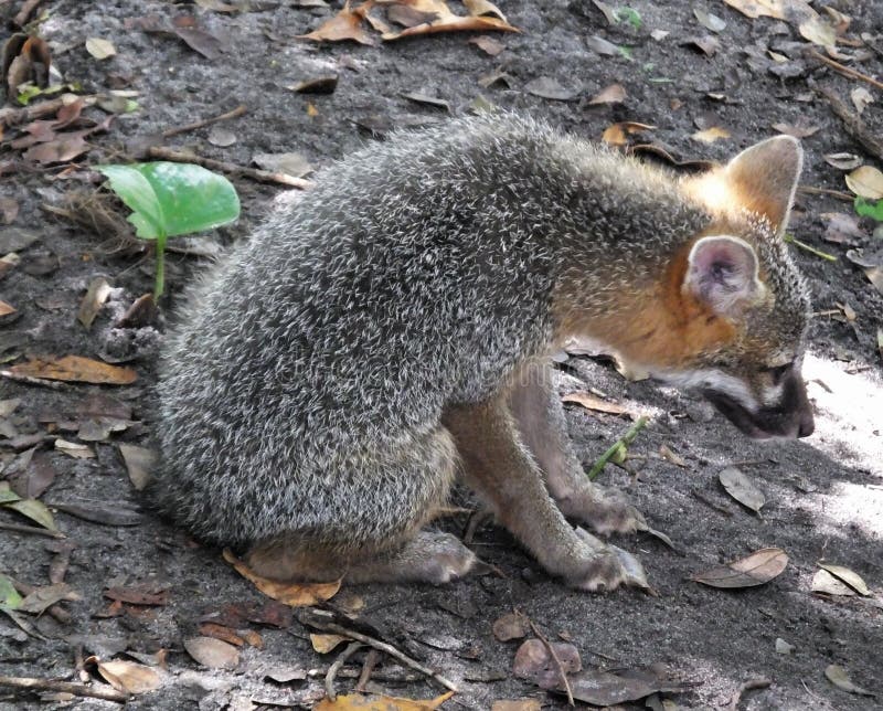 Grauer Fuchs, Urocyon Cinereoargenteus Stockbild - Bild von nave, tier ...