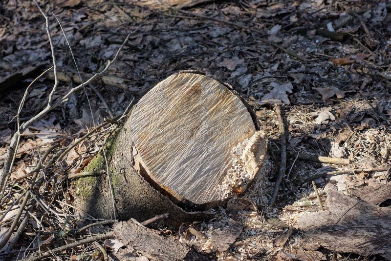 Gray Fresh Cut on the Stump of a Single Tree Stock Image - Image of ...