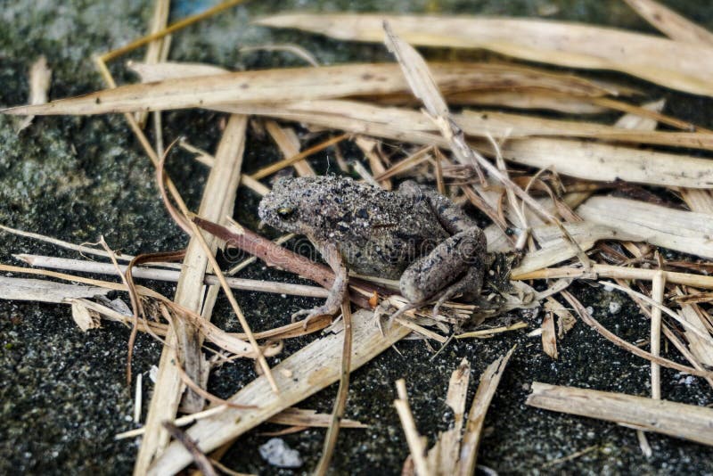Gray Frog Toad on Mossy Rock with Scattered Bamboo Leaves Stock Image ...