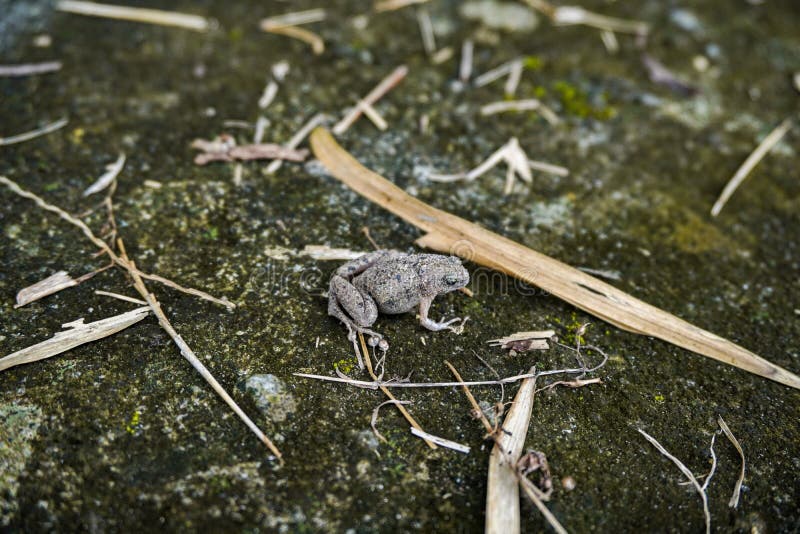 Gray Frog Toad on Mossy Rock with Scattered Bamboo Leaves Stock Photo ...