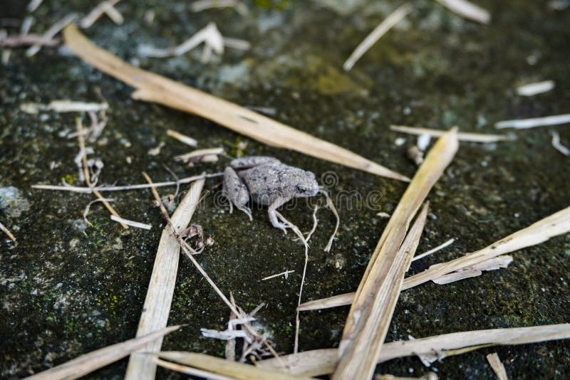 Gray Frog Toad on Mossy Rock with Scattered Bamboo Leaves Stock Photo ...