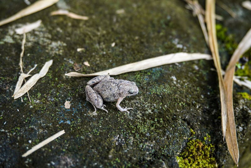 Gray Frog Toad on Mossy Rock with Scattered Bamboo Leaves Stock Image ...