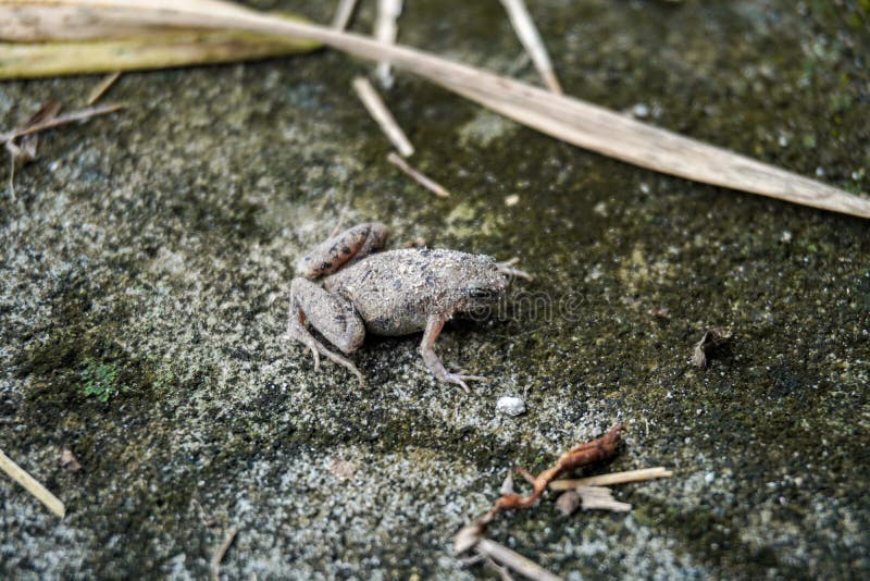 Gray Frog Toad on Mossy Rock with Scattered Bamboo Leaves Stock Photo ...