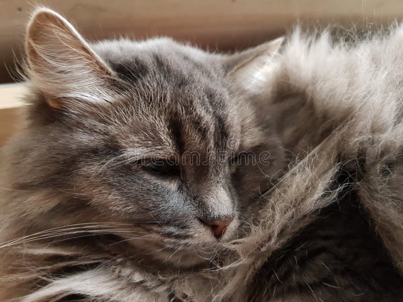 Gray Hairy Cat Sleeping on the Sofa Stock Image - Image of kitten ...