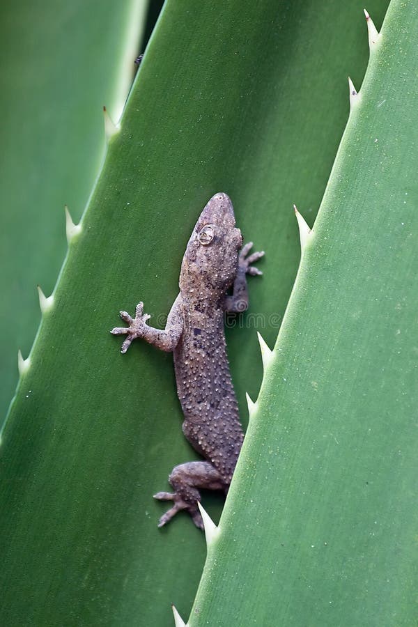 White-headed dwarf gecko stock image. Image of striped - 16968253