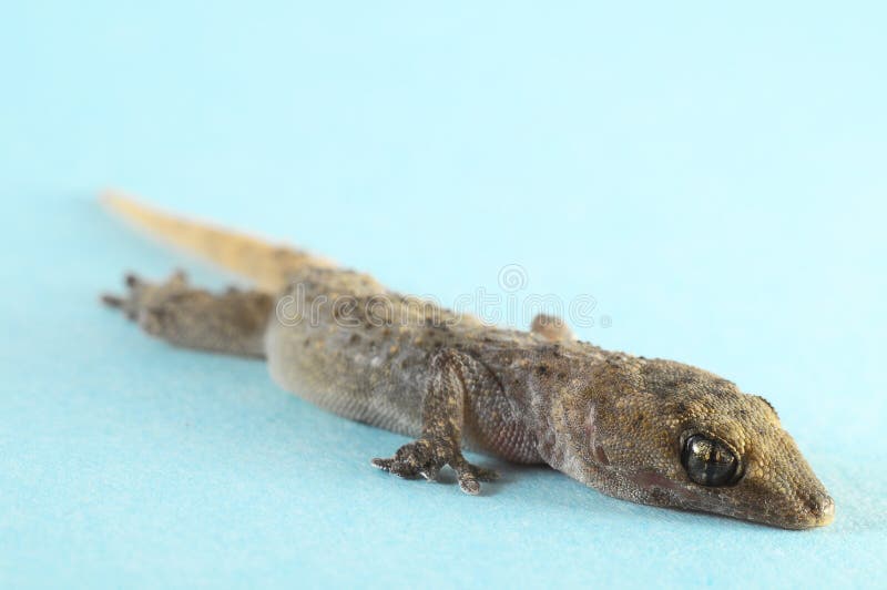 Gray Gecko Lizard image stock. Image du peau, curieux - 34356381