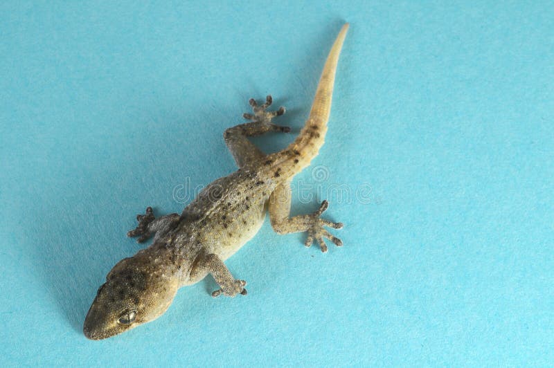Gray Gecko Lizard stock foto. Image of sluit, schepsel - 34436714