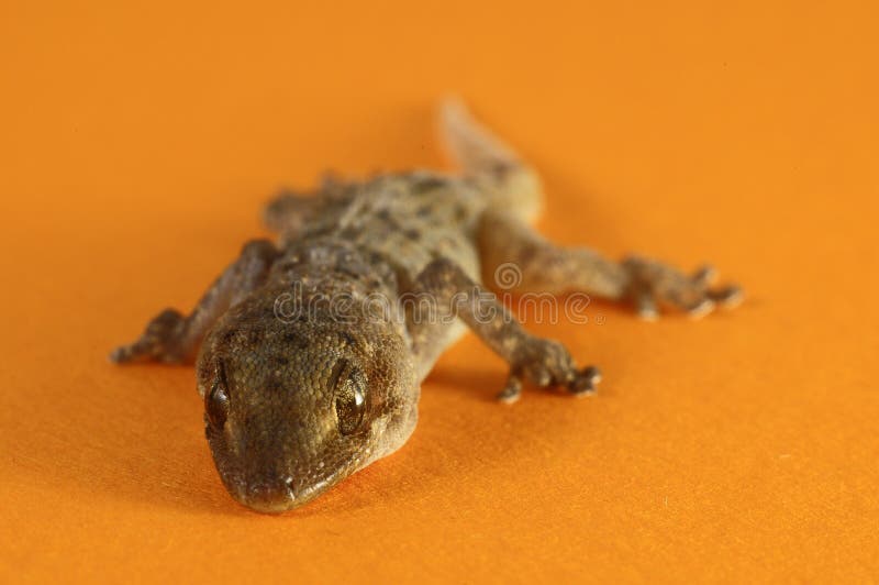 Gray Gecko Lizard imagen de archivo. Imagen de blanco - 34436757