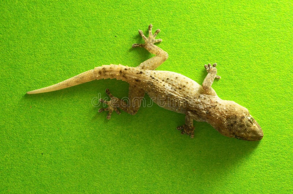 Gray Gecko Lizard imagen de archivo. Imagen de casa, geco - 34486797