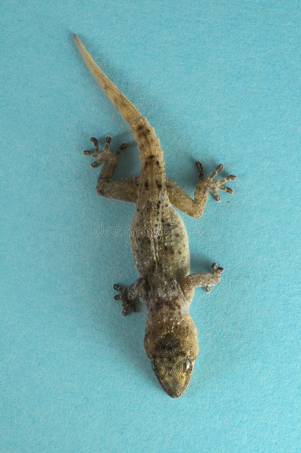 Gray Gecko Lizard stock foto. Image of studio, fauna - 34512914