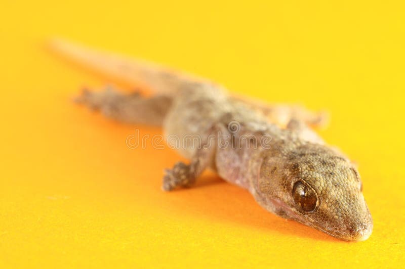 Gray Gecko Lizard stock afbeelding. Image of leefgebied - 35498919