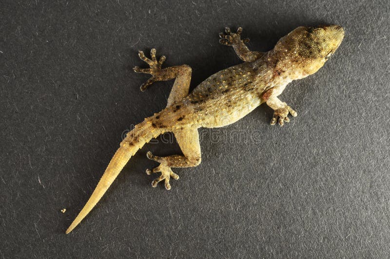 Gray Gecko Lizard stock afbeelding. Image of studio, fauna - 43541287