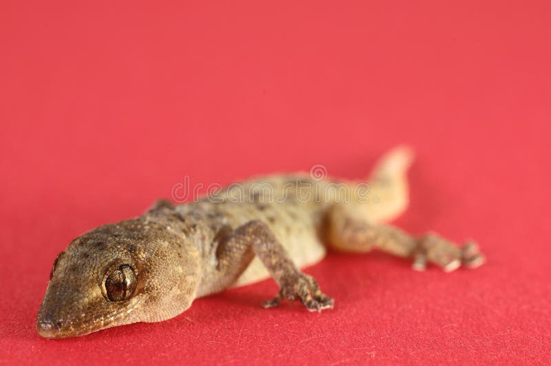 Gray Gecko Lizard stock foto. Image of lengte, volledig - 46571656