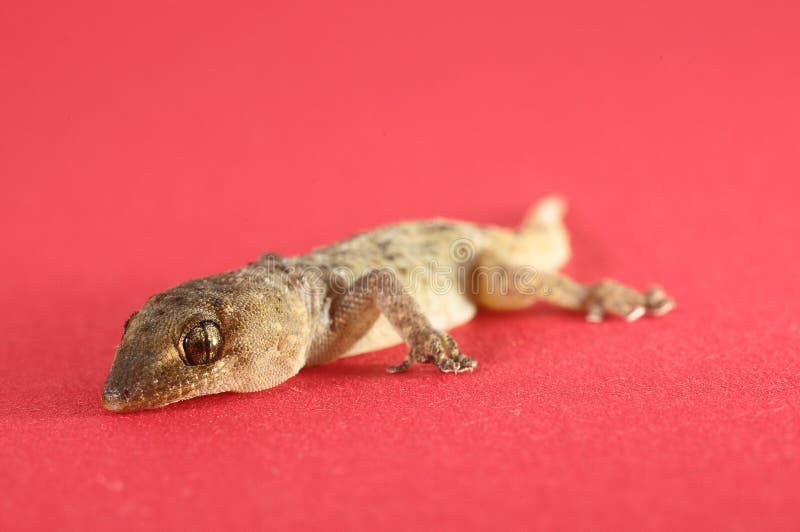 Gray Gecko Lizard stock photo. Image of exotic, curious - 34561374