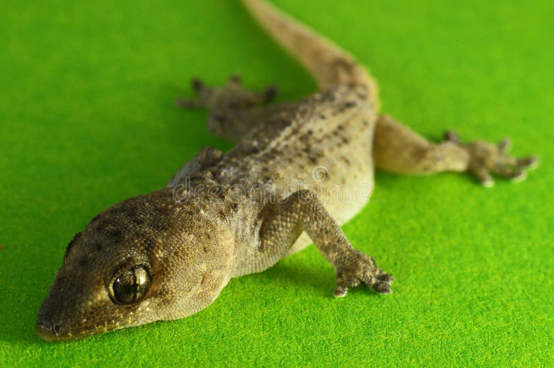 Gray Gecko Lizard stock photo. Image of macro, close - 34561374