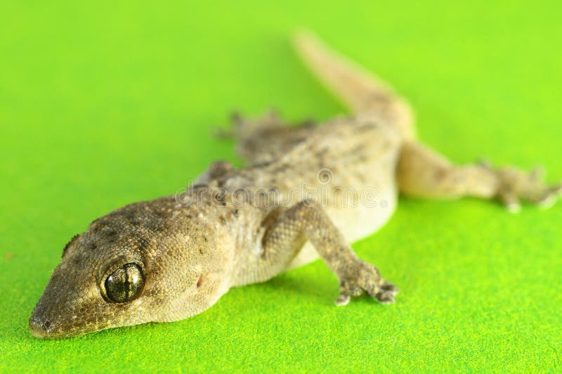 Gray Gecko Lizard stock image. Image of closeup, reflection - 34692227