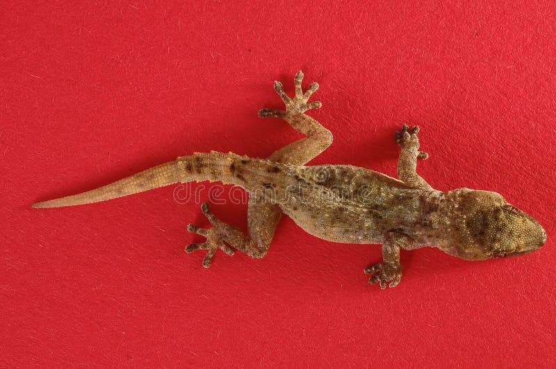 Gray Gecko Lizard stock photo. Image of closeup, mediterranean - 321967808